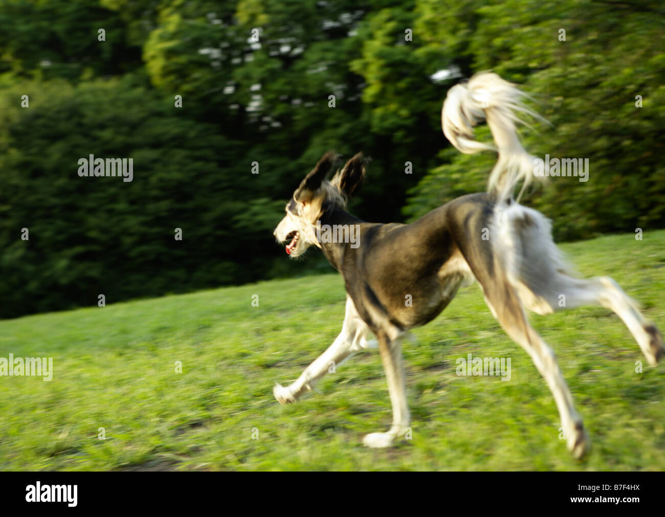 Saluki photography hi-res stock photography and images - Alamy