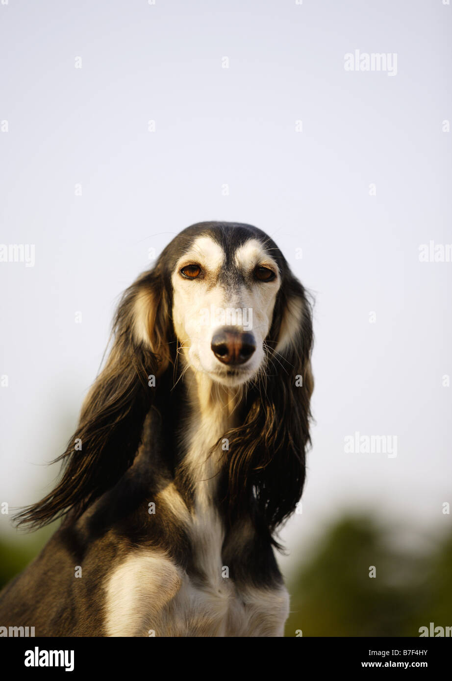Saluki photography hi-res stock photography and images - Alamy
