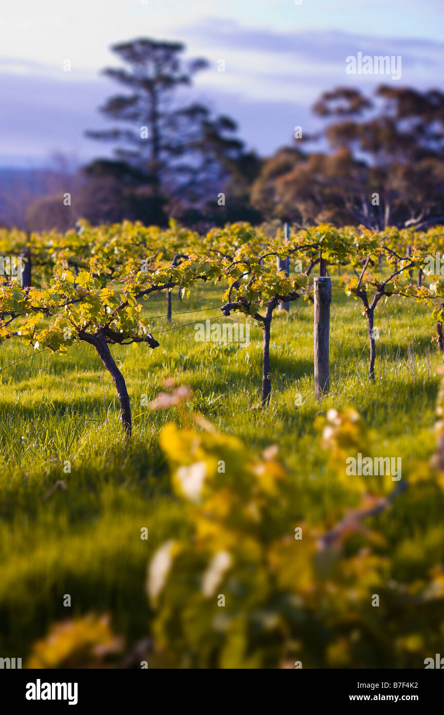 Lush field purple grape hi-res stock photography and images - Alamy