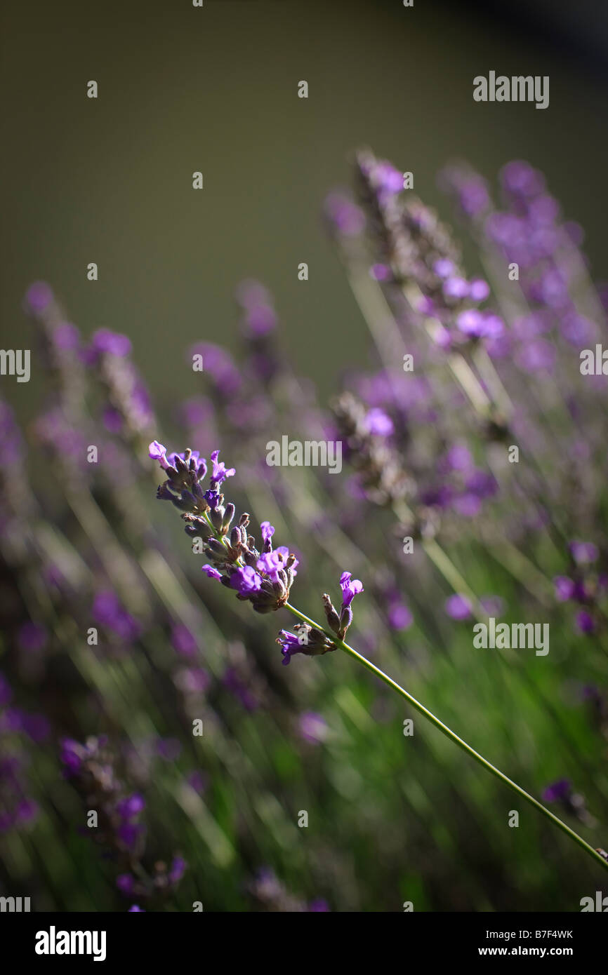 A stock photograph of lavender in the sunlight Stock Photo - Alamy