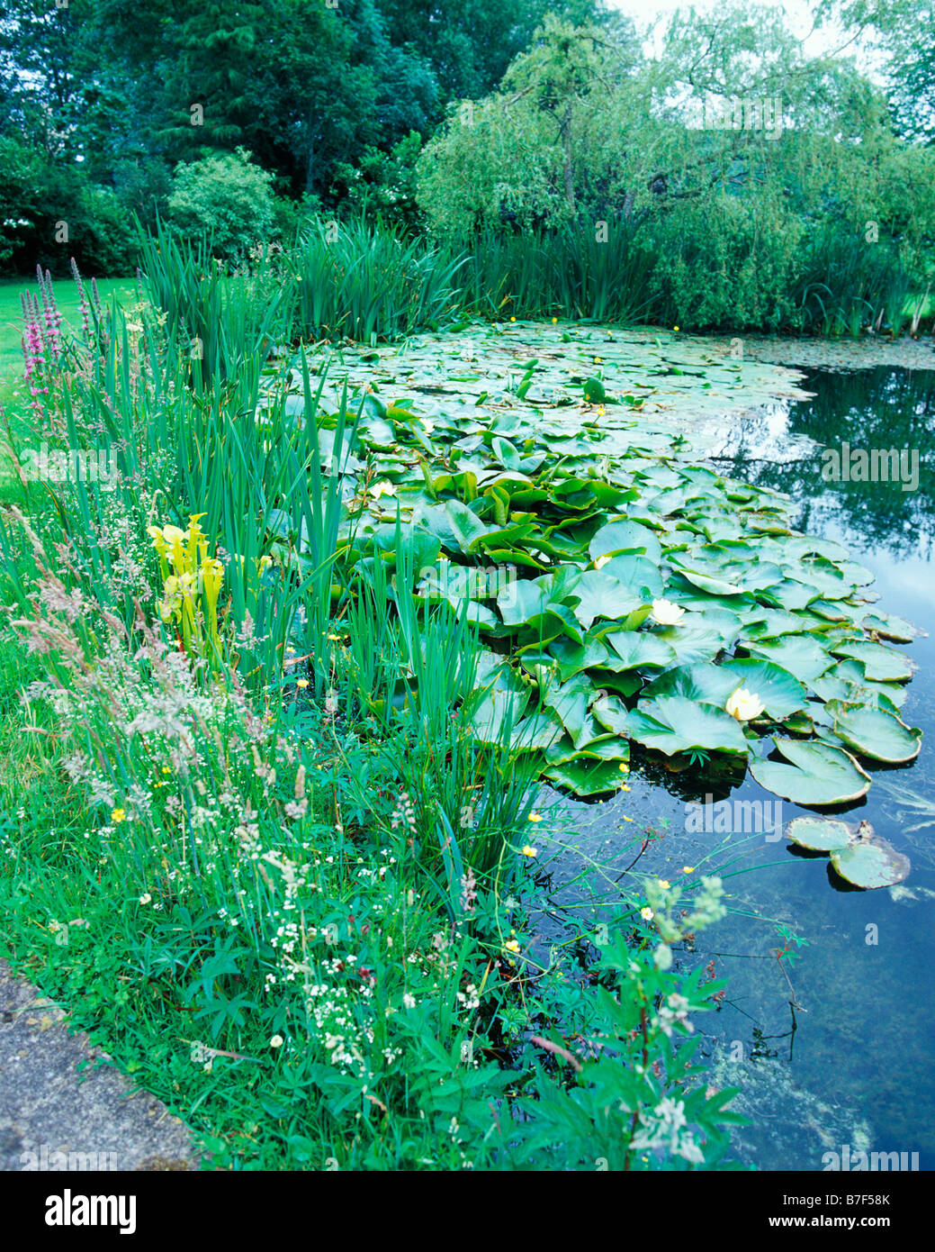 wildlife pond in july showing marginal growth Stock Photo - Alamy