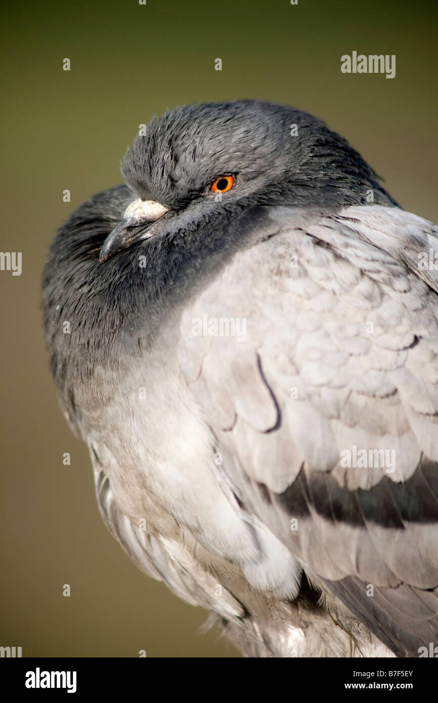 London park pigeon hi-res stock photography and images - Alamy