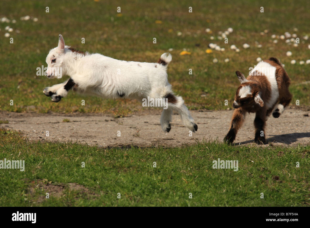 Two little goats are playing Stock Photo - Alamy