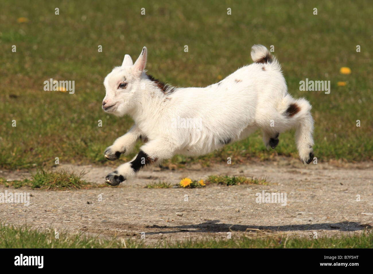 Goat running hi-res stock photography and images - Alamy