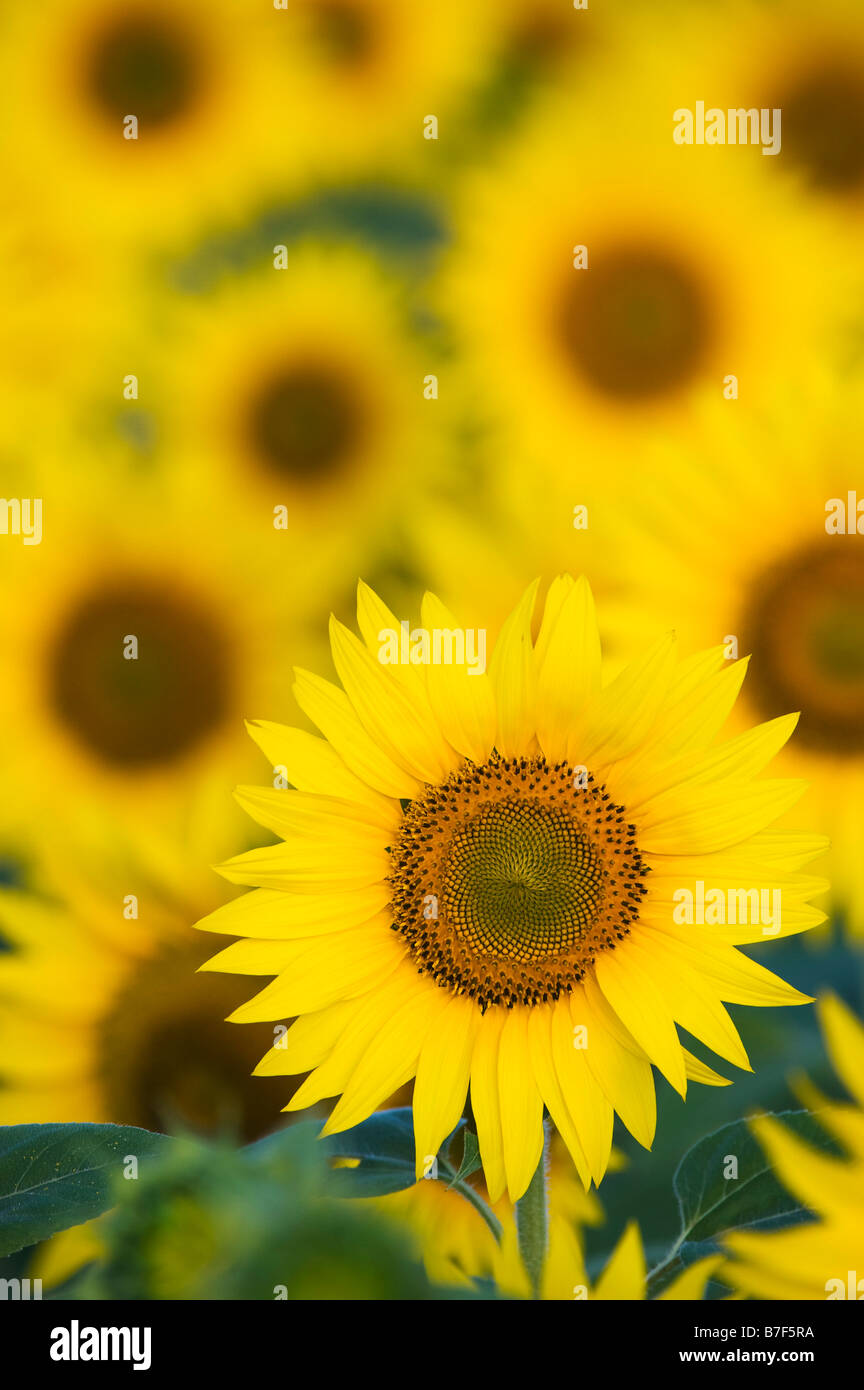 Sunflowers in an Indian field. Grown or the seed crop. Andhra Pradesh ...