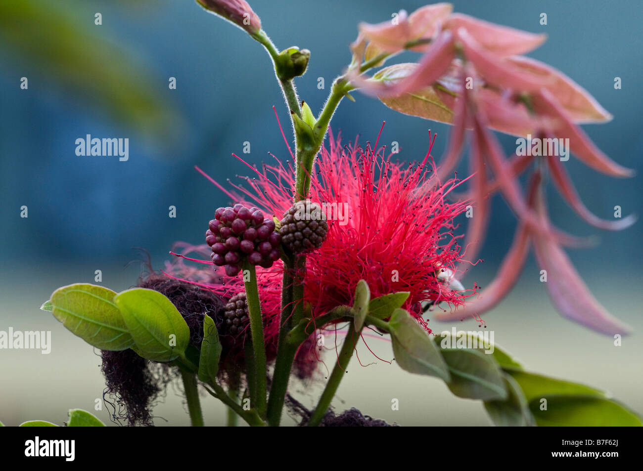 Complicated flower hi-res stock photography and images - Alamy