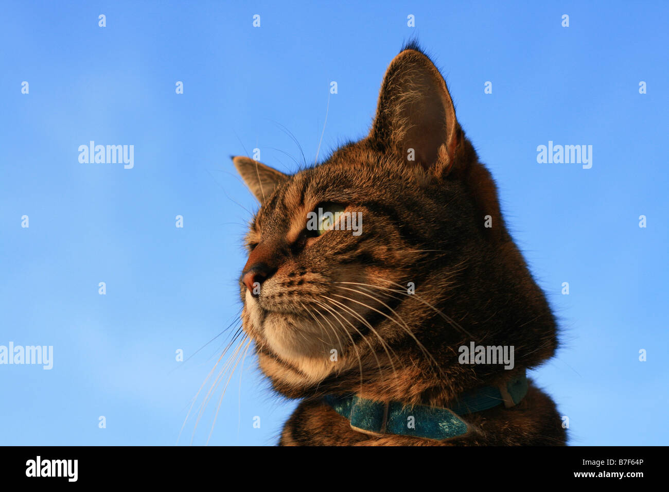 pretty cat looking at the sun setting which is reflected in its eye ...