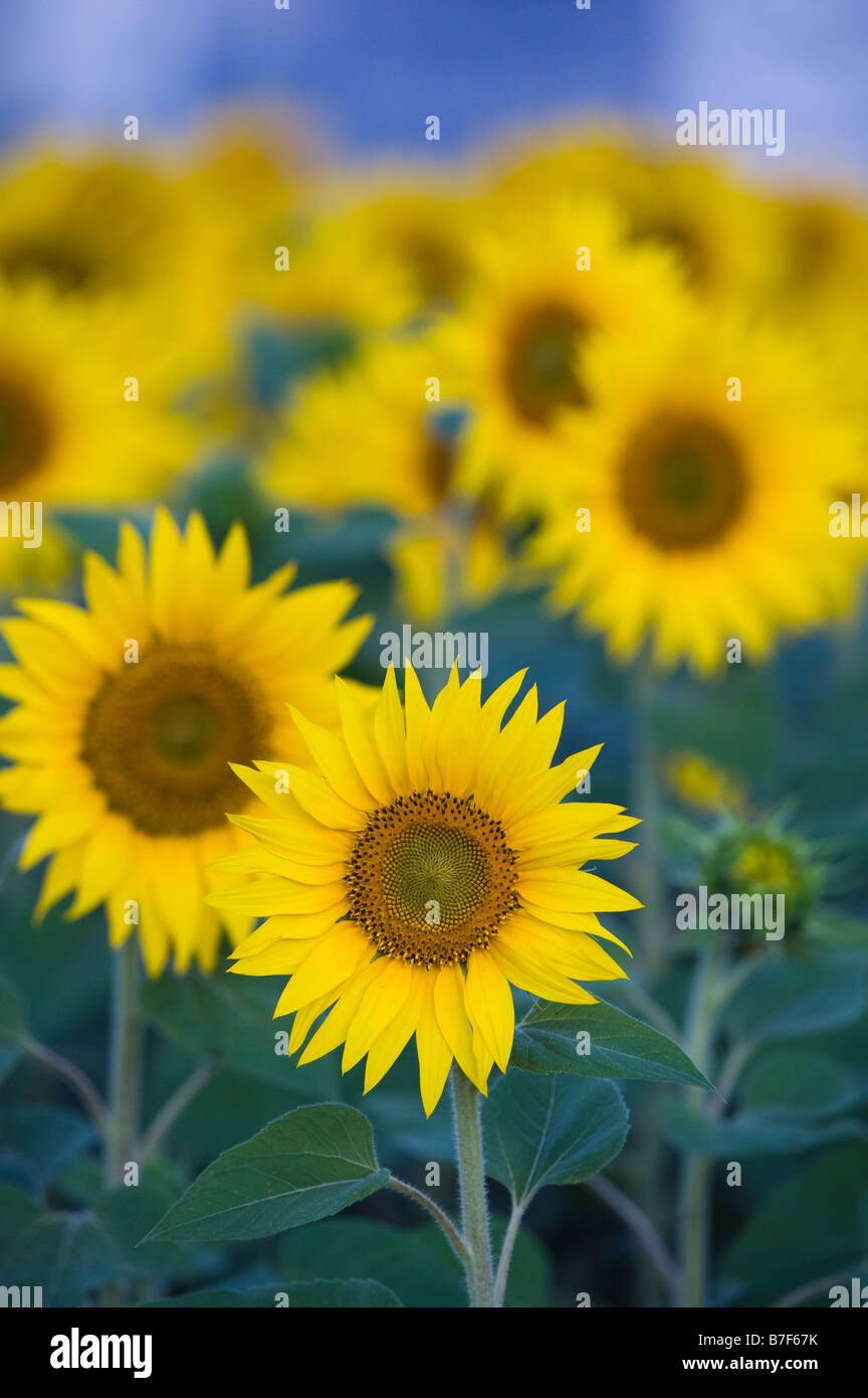 Sunflowers in an Indian field. Grown or the seed crop. Andhra Pradesh ...