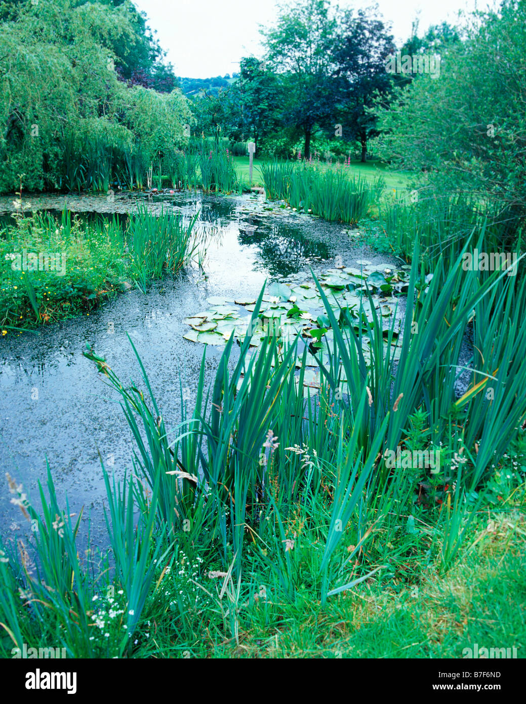 Pond marginals hi-res stock photography and images - Alamy