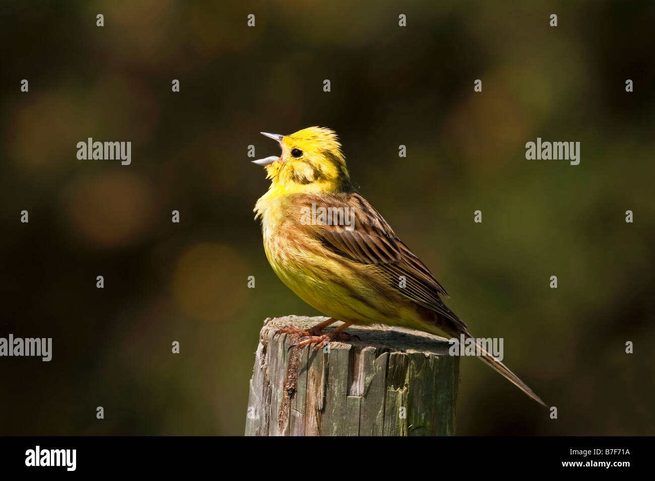 Singing yellowhammer hi-res stock photography and images - Alamy