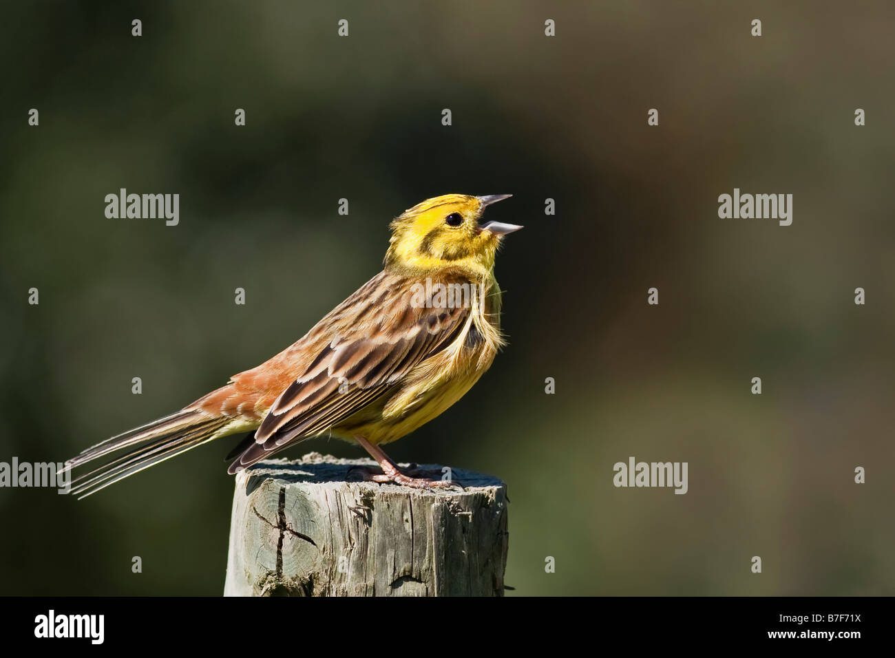 Yellowhammer hi-res stock photography and images - Alamy