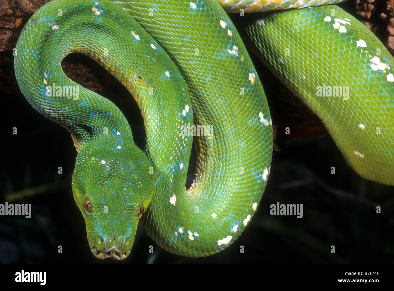 Green Tree Python (Morelia Chondrophython viridis Stock Photo - Alamy