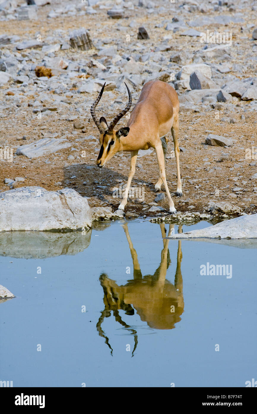 Impala drinking hi-res stock photography and images - Alamy