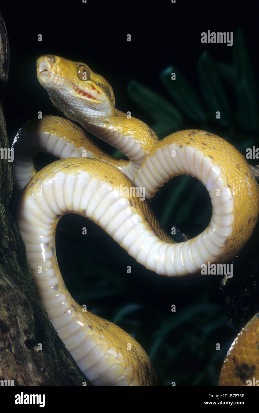 Amazon tree boa corallus enydris hi-res stock photography and images ...