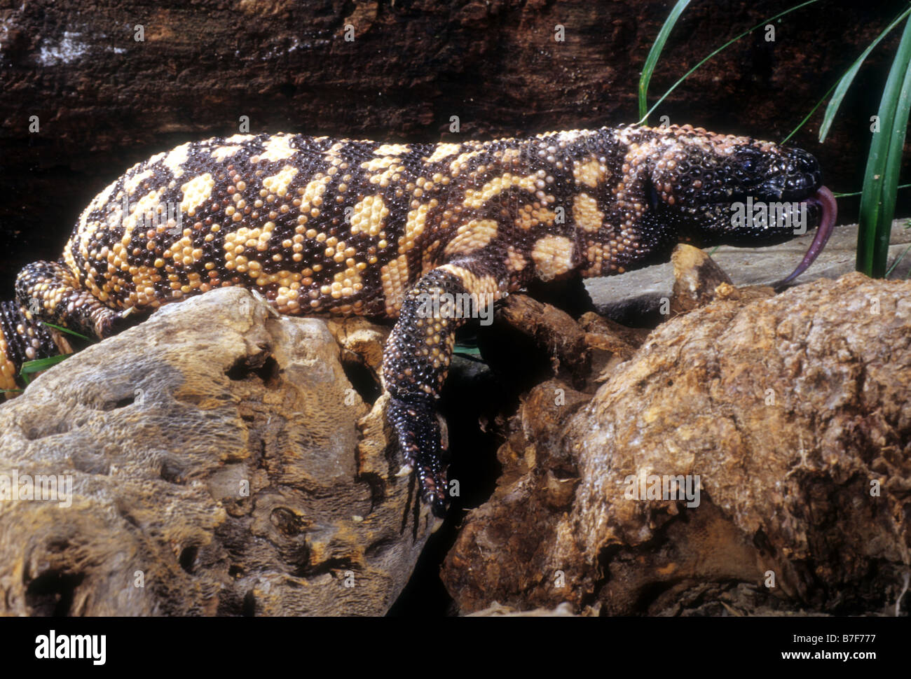 Gila Monster (Heloderma suspectum Stock Photo - Alamy