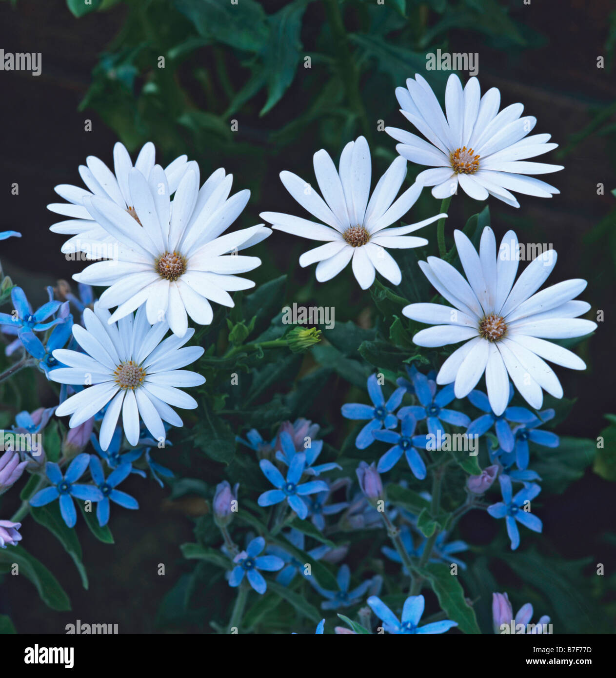 Osteospermum Newleaze White with Tweedia caerulea Stock Photo - Alamy
