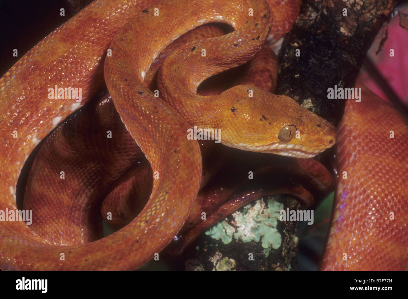 Amazon tree boa corallus enydris hi-res stock photography and images ...