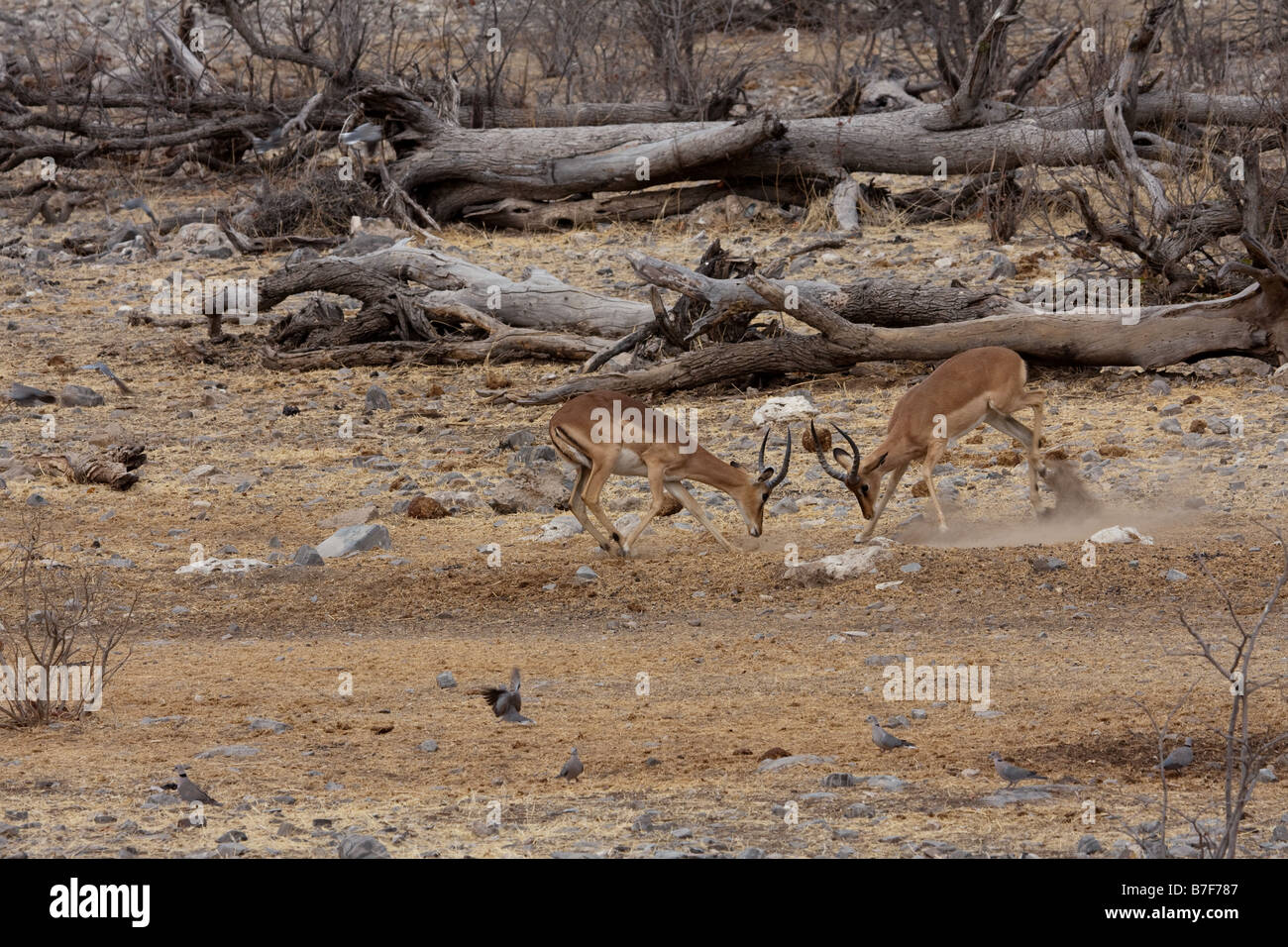 Fighting impala hi-res stock photography and images - Alamy