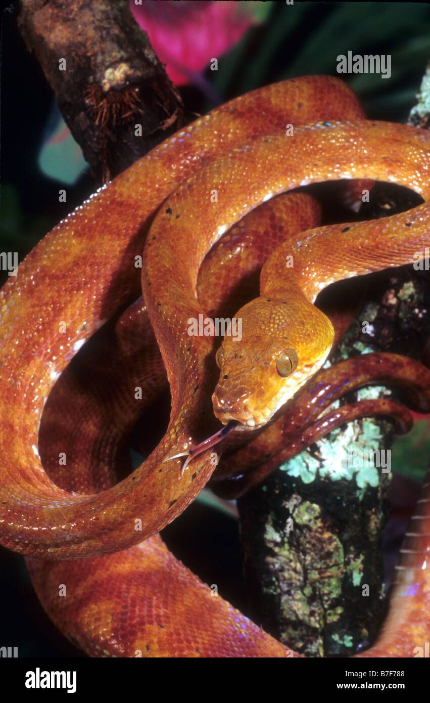 Amazon tree boa hi-res stock photography and images - Alamy