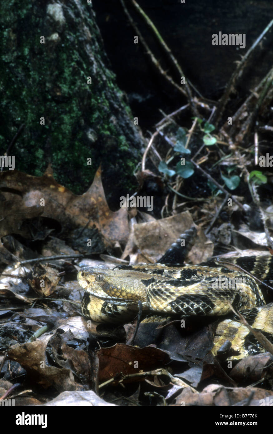 Canebreak Rattlesnake (Crotalus horridus atricaudatus Stock Photo - Alamy