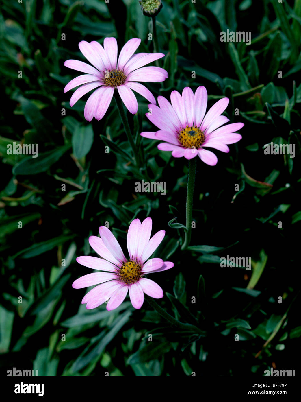 Osteospermum compactum hi-res stock photography and images - Alamy