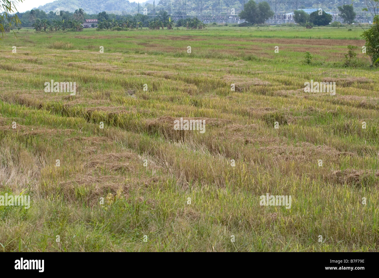 Paddy field rice malaysia hi-res stock photography and images - Alamy