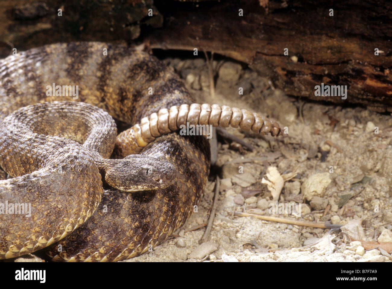 Tiger Rattlesnake (Crotalus tigris Stock Photo - Alamy