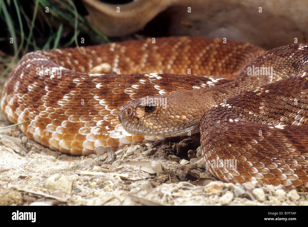 Red Rattlesnake (Crotalus ruber Stock Photo - Alamy