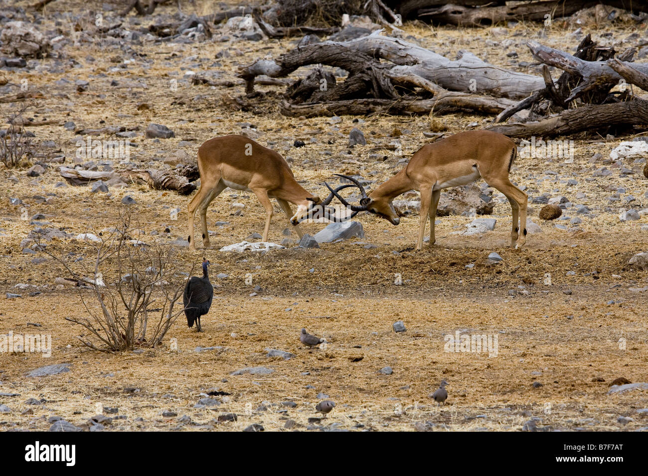 Impala fighting hi-res stock photography and images - Alamy