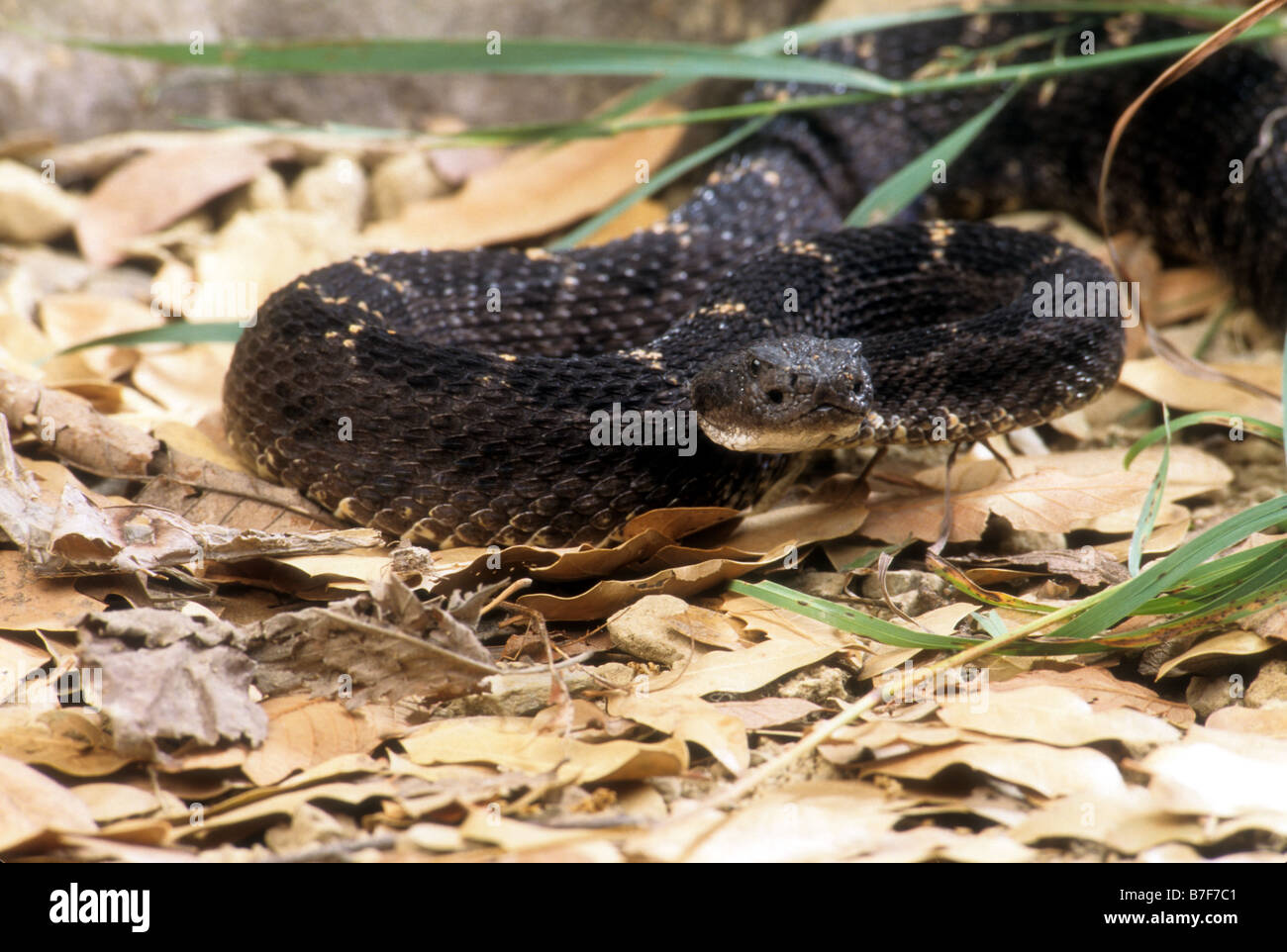 Arizona Black Rattlesnake (Crotalus viridis cerberus Stock Photo - Alamy