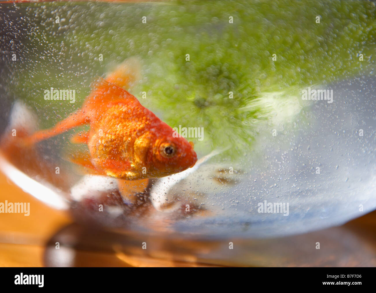Goldfish grass hi-res stock photography and images - Alamy