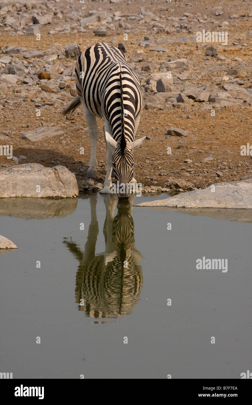 zebra drinking at halali waterhole etosha national park Stock Photo - Alamy