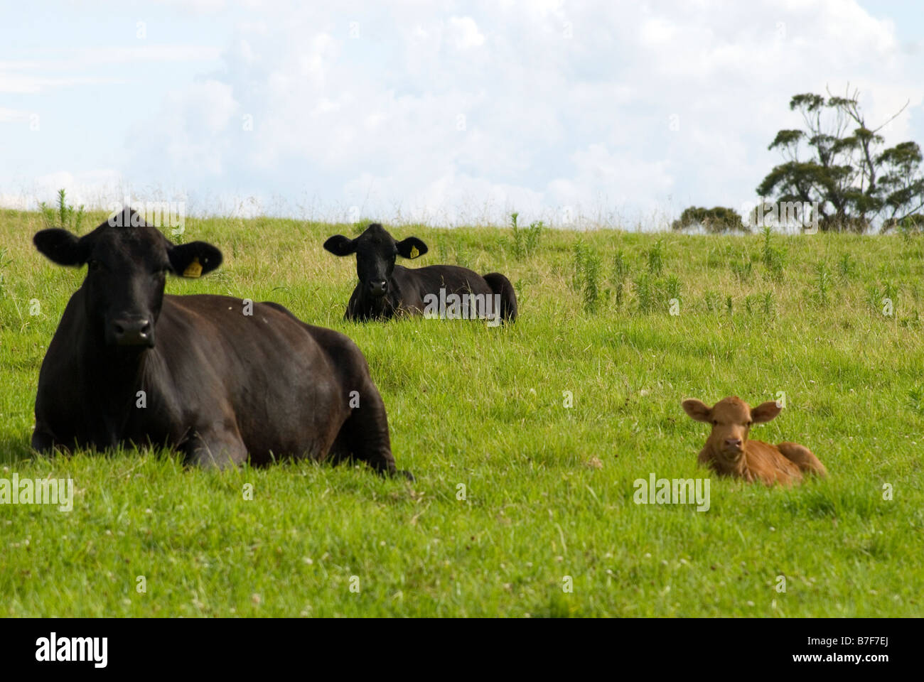 Black angus cattle hi-res stock photography and images - Alamy