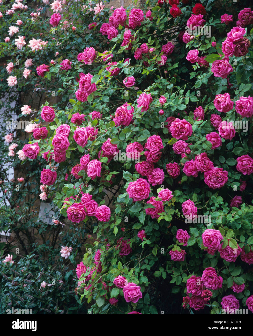 Rosa Zephirine Drouhin on a wall at Haddon Hall Stock Photo - Alamy