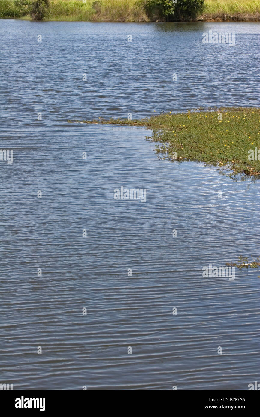 Landscape view of a lake located near to a paddy field or padi sawah in ...