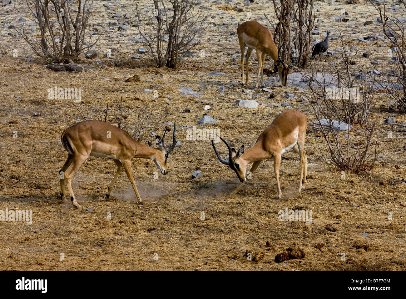 black faced impala fighting Stock Photo - Alamy