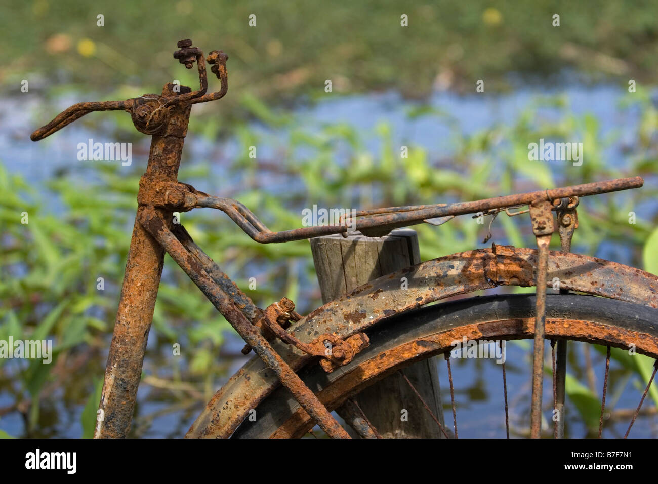 Rustic bicycle in a marshy lake, Perak, Malaysia Stock Photo - Alamy