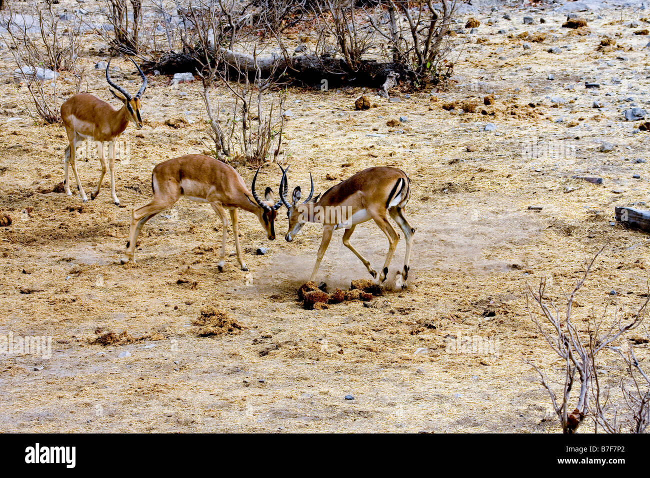 Fighting impala hi-res stock photography and images - Alamy