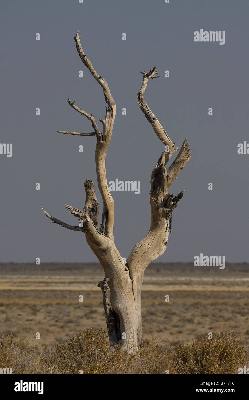 Dead tree landscape hi-res stock photography and images - Alamy