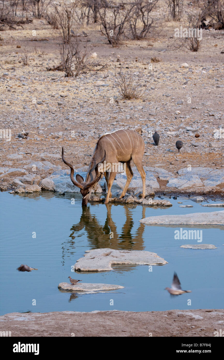 Drinking kudu hi-res stock photography and images - Alamy