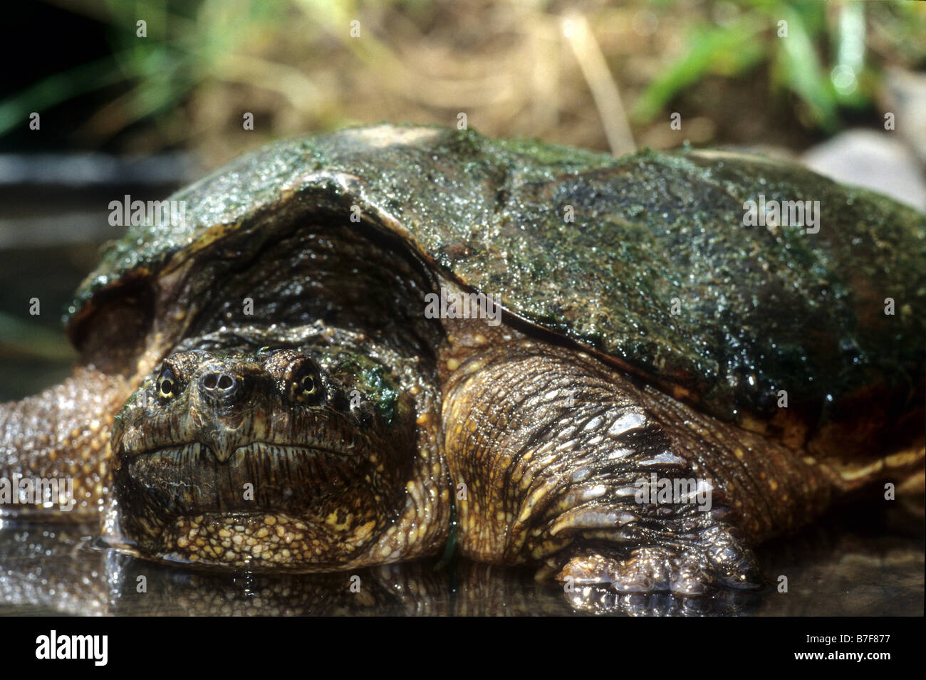 Snapping Turtle (Chelydra serpentina Stock Photo - Alamy