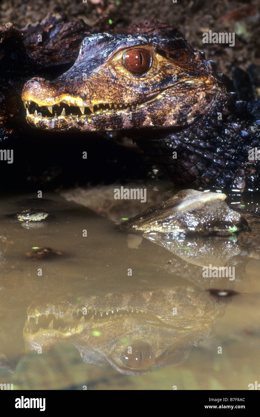 Dwarf Caiman (Paleosuchus palpobrosus Stock Photo - Alamy