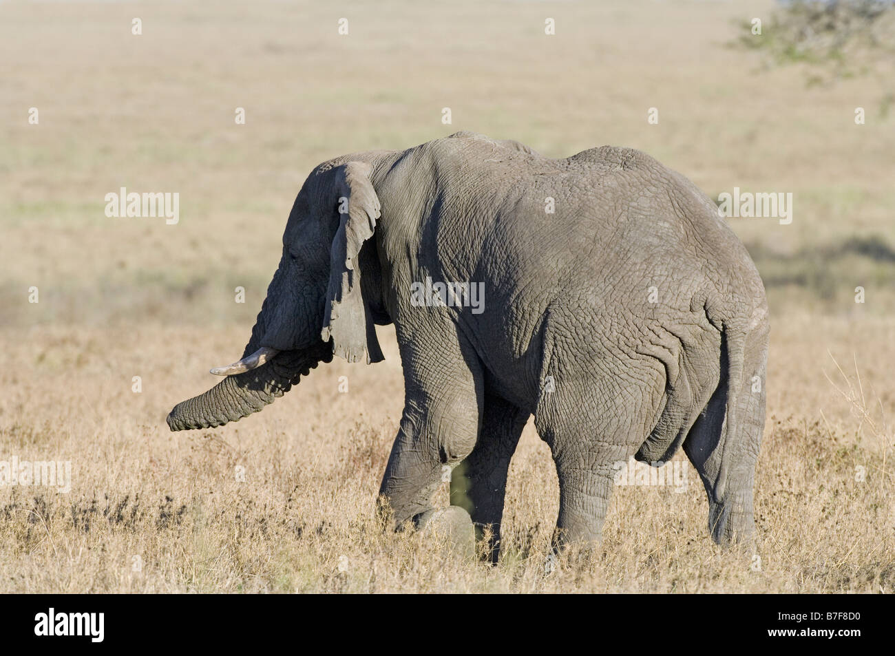 African elephant with amputated trunk tip. The animal learnt to feed ...