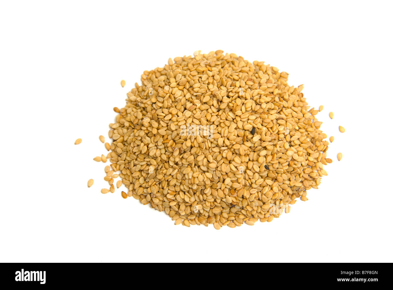Pedaliaceae Sesame Sesamum indicum Stock Photo - Alamy