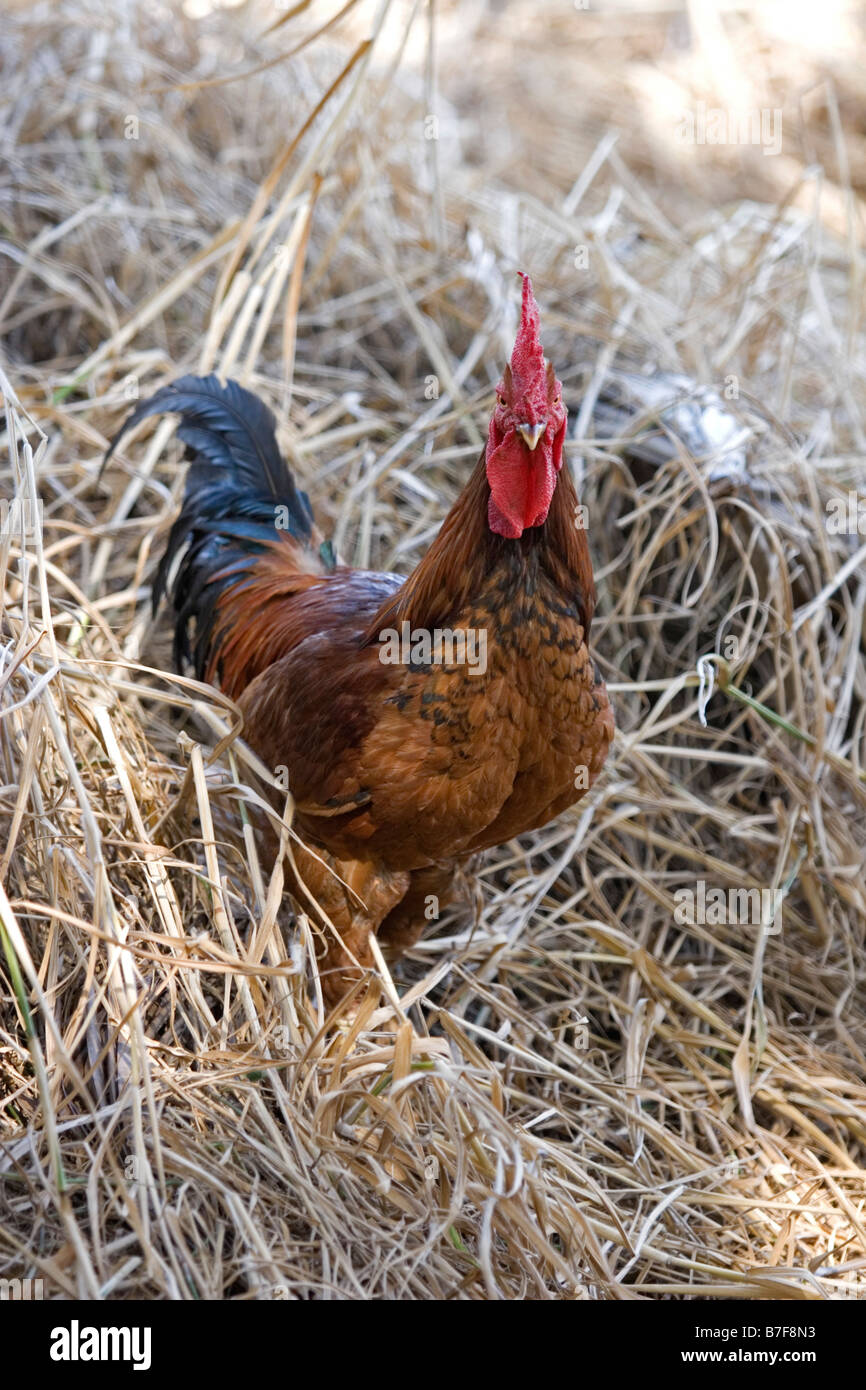 Rooster clean hi-res stock photography and images - Alamy
