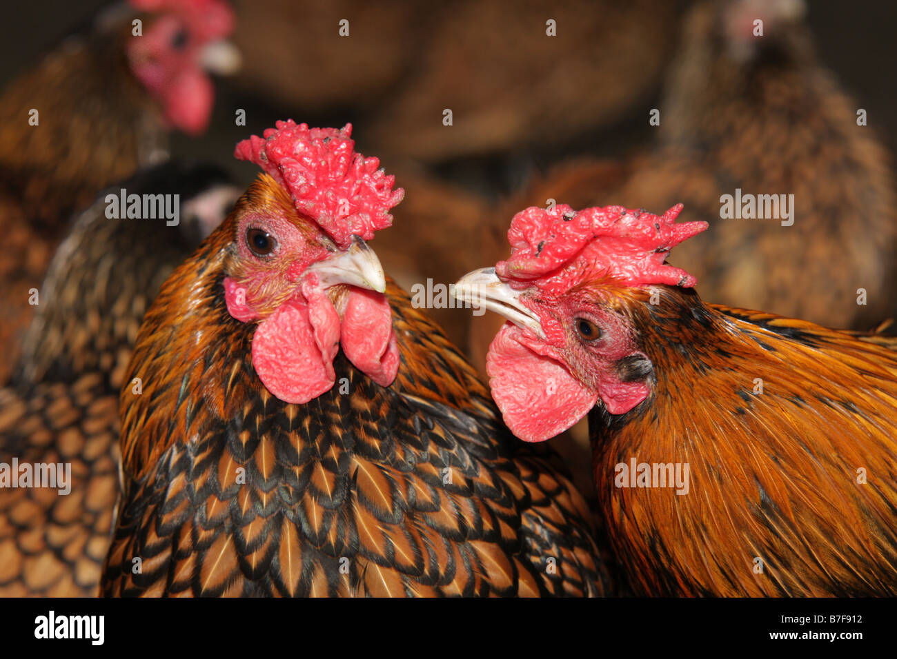 golden sebright bantams Stock Photo - Alamy
