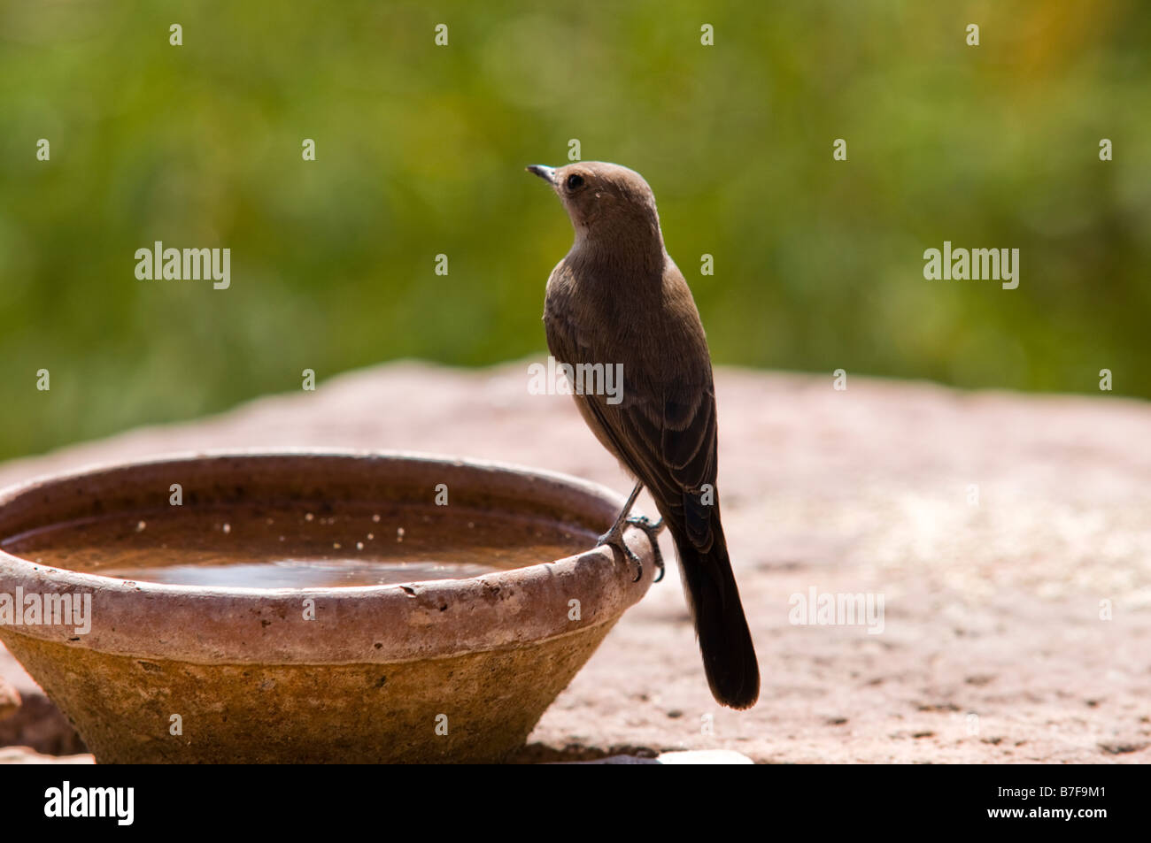 Birds of rajasthan hi-res stock photography and images - Alamy