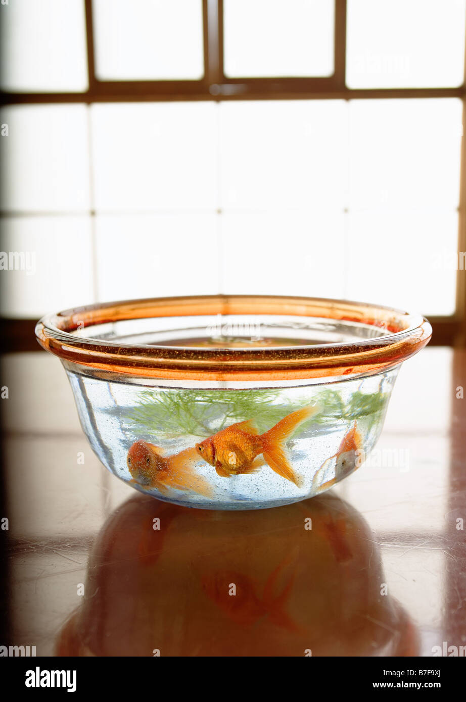 Three goldfish bowl hi-res stock photography and images - Alamy