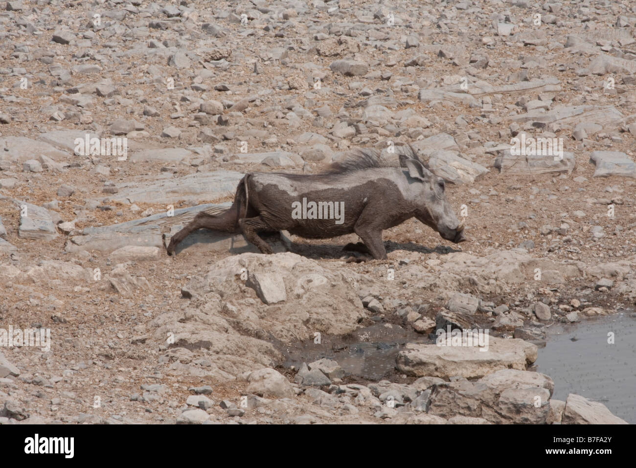 warthog scratching at halali waterhole etosha Stock Photo - Alamy