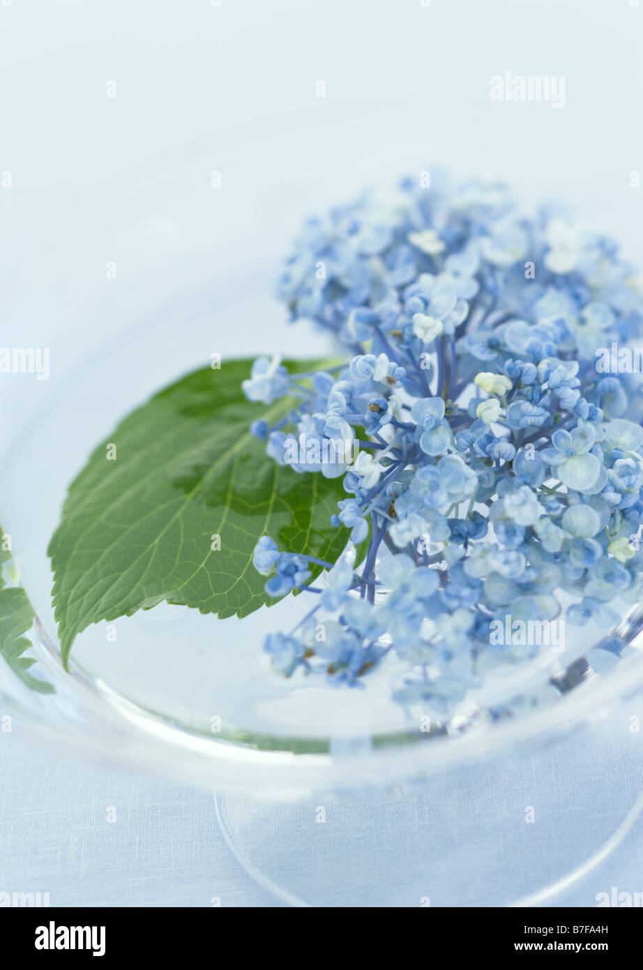 Hydrangea in glass vase Stock Photo - Alamy